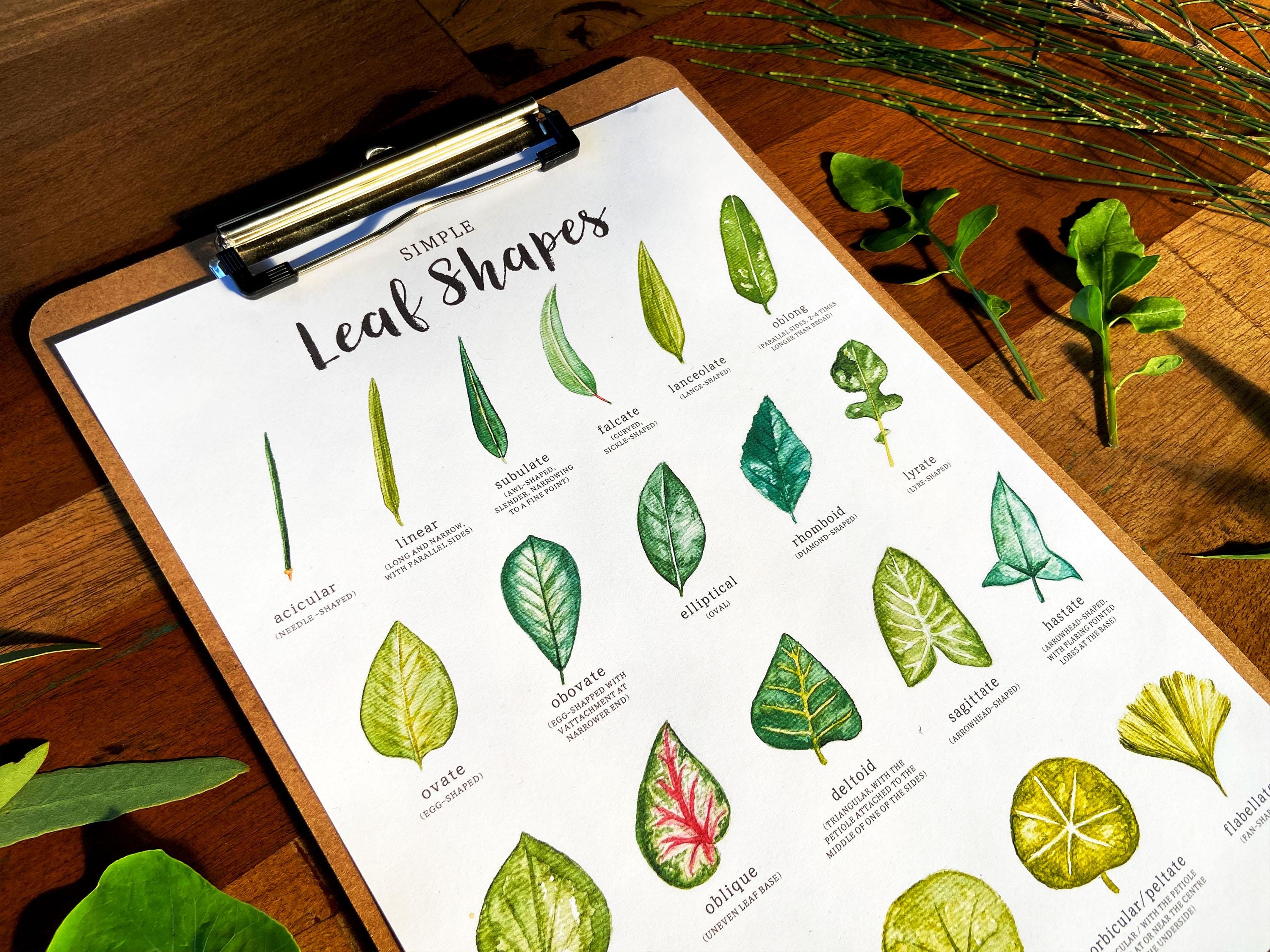 Simple Leaf Shapes Poster, Printable Nature Wall Art, Classroom Decor ...