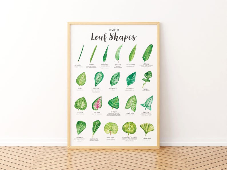 Simple Leaf Shapes Poster, Printable Nature Wall Art, Classroom Decor ...