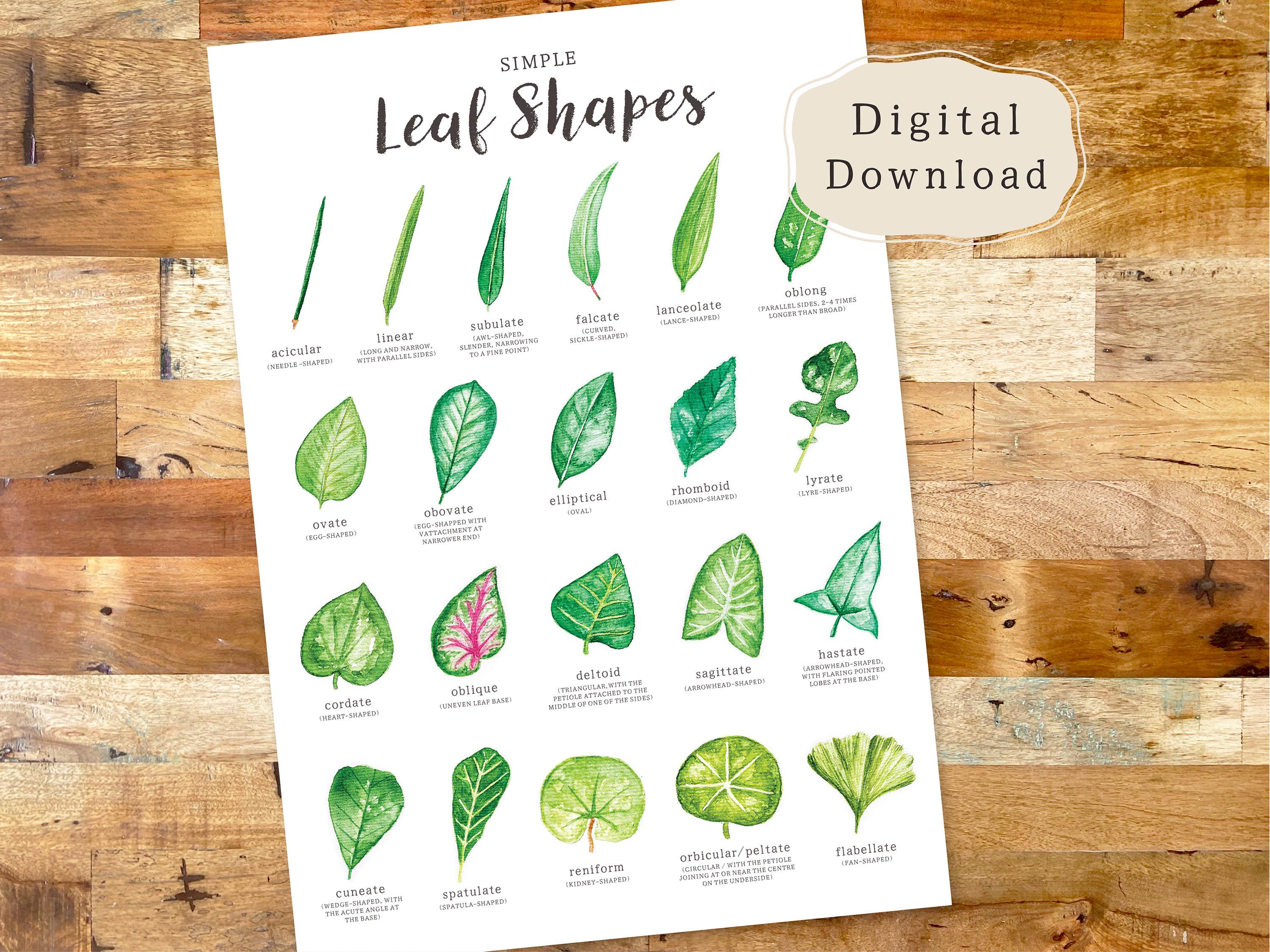 Simple Leaf Shapes Poster, Printable Nature Wall Art, Classroom Decor ...
