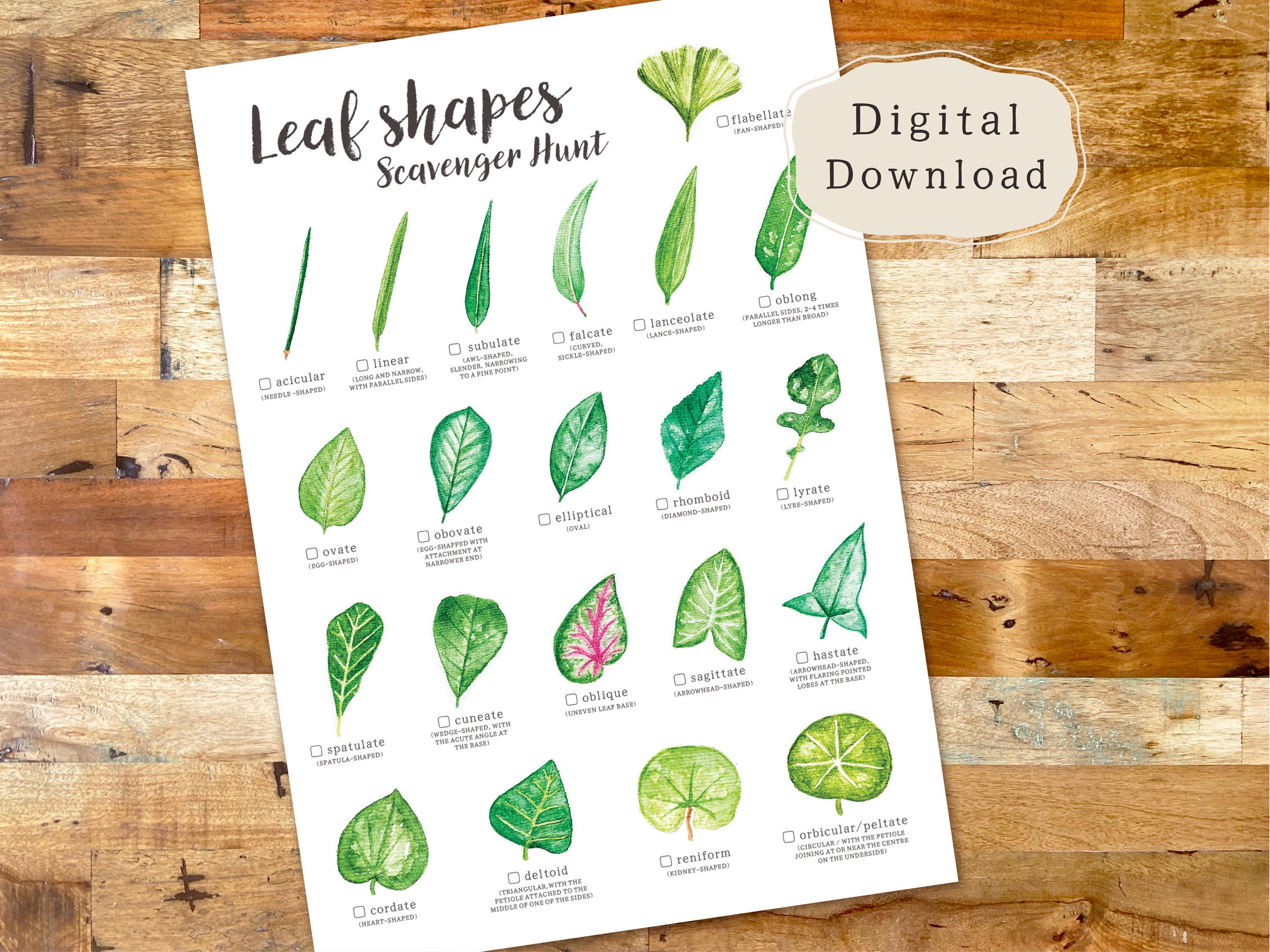 Leaf Shapes Scavenger Hunt, Printable Nature Activity for Kids, Outdoor ...