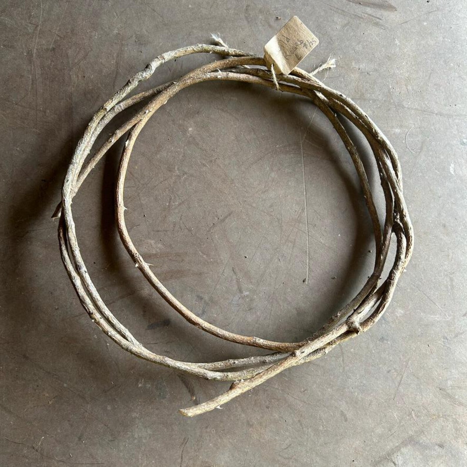 Wild Hedge Rose Coils & Thorny Vine Sections – Sustainably Harvested ...