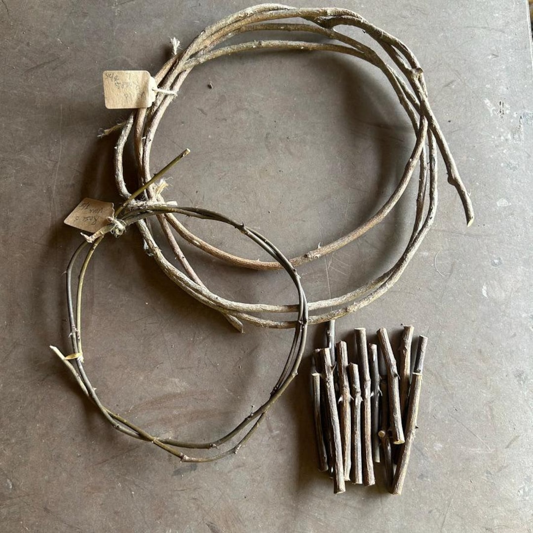 Wild Hedge Rose Coils & Thorny Vine Sections – Sustainably Harvested ...