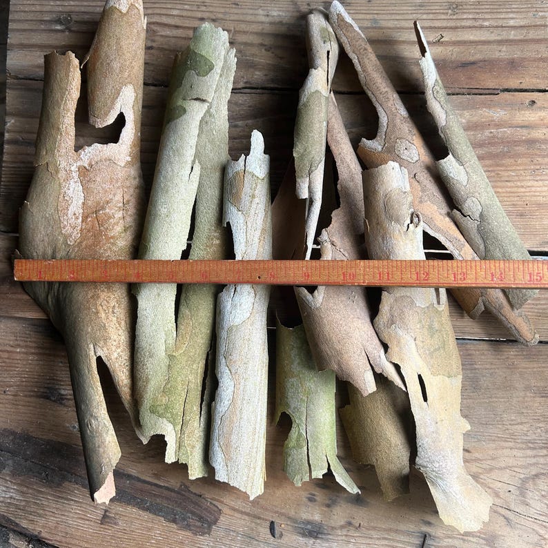 Sycamore Bark Strips: Natural Rustic Decor, Fairy Houses (8-14") - Etsy
