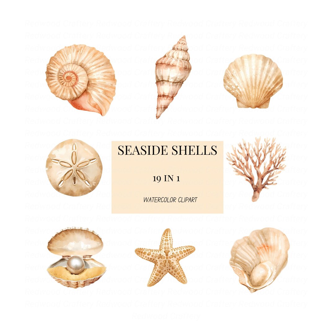 Boho Seashells Clipart – Watercolor Coastal Shells Digital Download ...