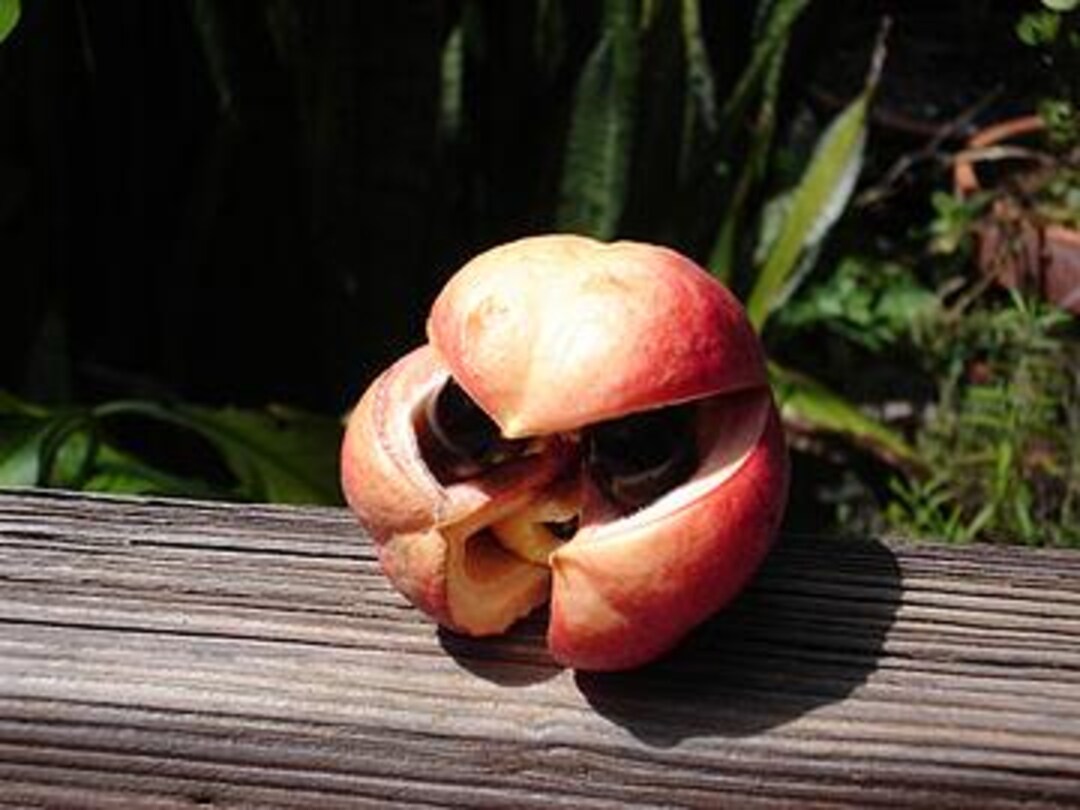 Ackee Seeds for SALE!!!!!!!!! - Etsy