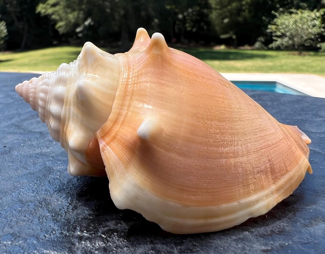 Fighting Conch Shell From Marco Island, UNPOLISHED LOT of 5 - Etsy