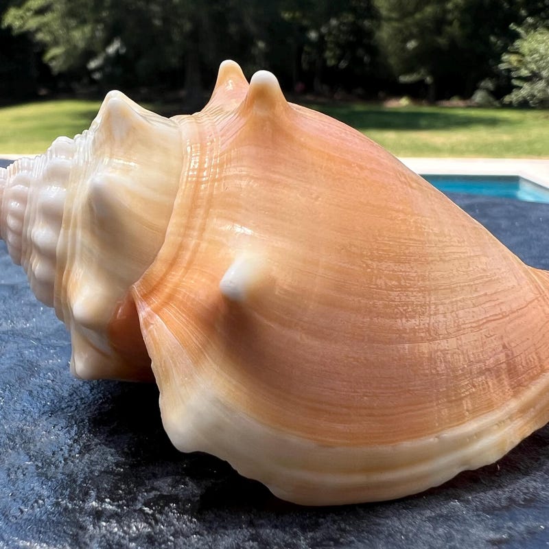 Conch Shell - Etsy