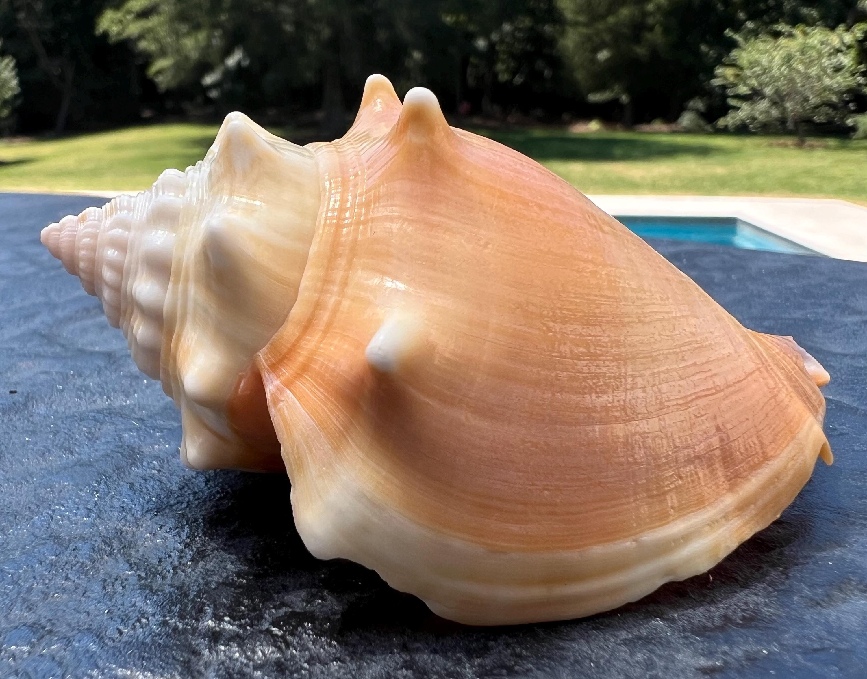 Fighting Conch Shell From Marco Island, UNPOLISHED LOT of 5 - Etsy