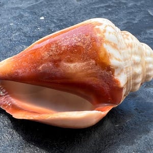 Fighting Conch Shell From Marco Island, UNPOLISHED LOT of 5 - Etsy