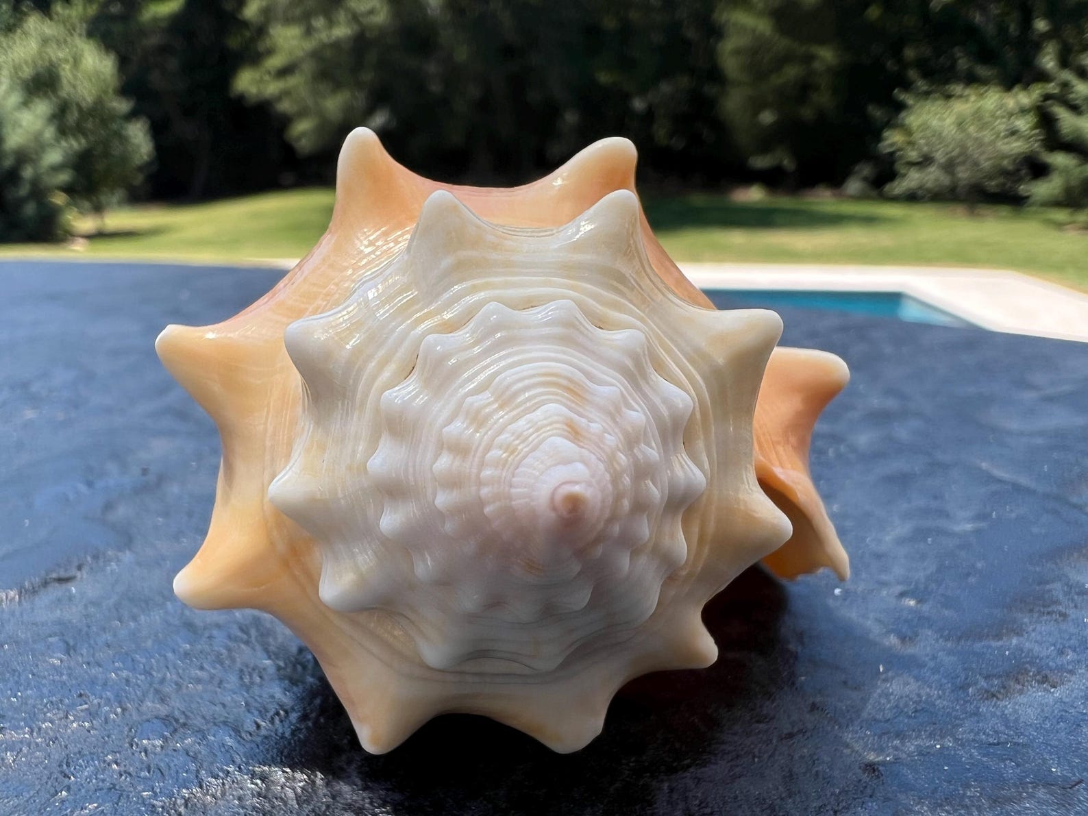Fighting Conch Shell From Marco Island, UNPOLISHED LOT of 5 - Etsy