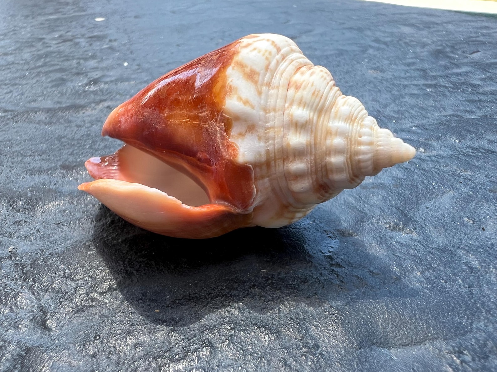 Fighting Conch Shell From Marco Island, UNPOLISHED LOT of 5 - Etsy