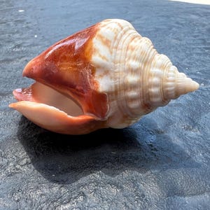 Fighting Conch Shell From Marco Island, UNPOLISHED LOT of 5 - Etsy
