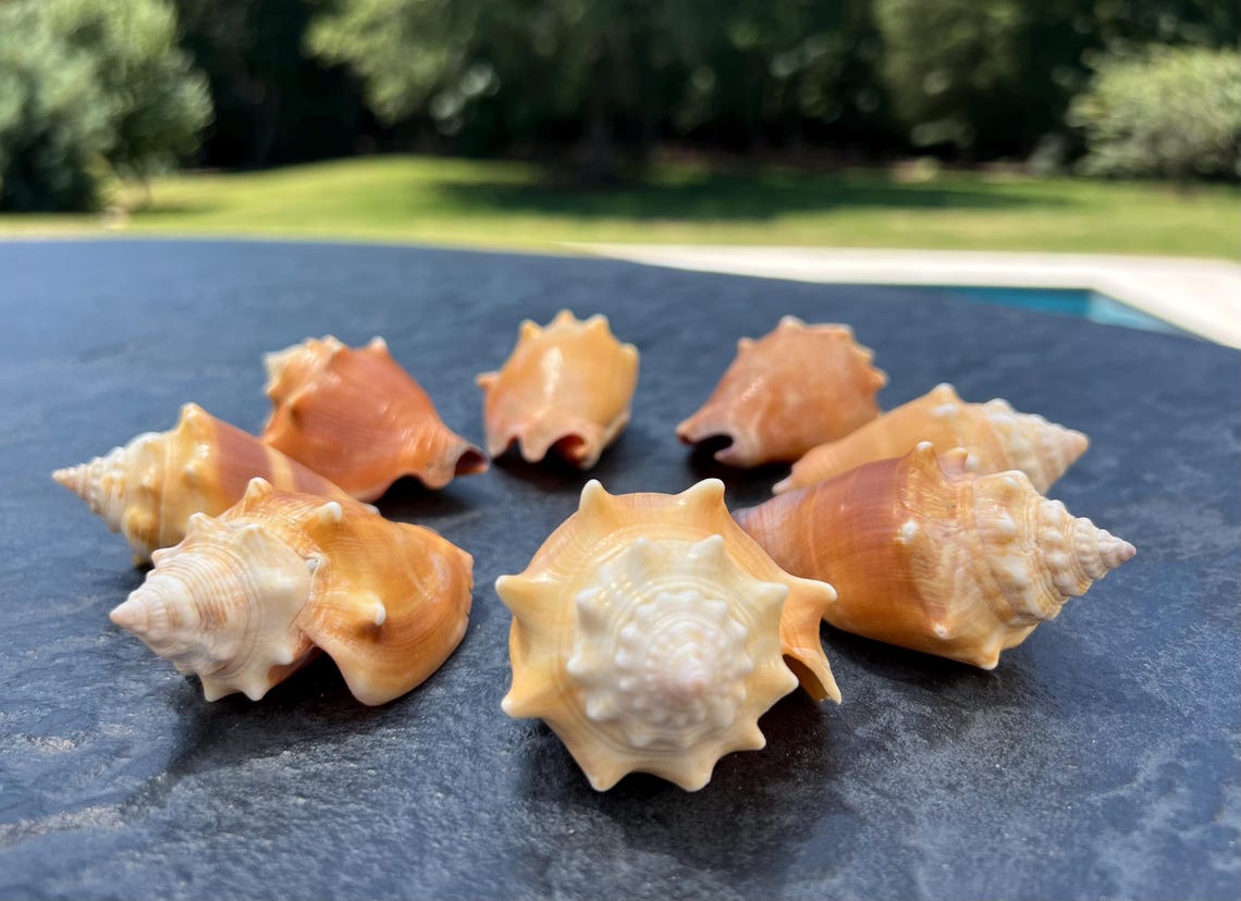 Fighting Conch Shell From Marco Island, UNPOLISHED LOT of 5 - Etsy