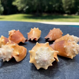 Fighting Conch Shell From Marco Island, UNPOLISHED LOT of 5 - Etsy
