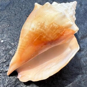Fighting Conch Shell From Marco Island, UNPOLISHED LOT of 5 - Etsy