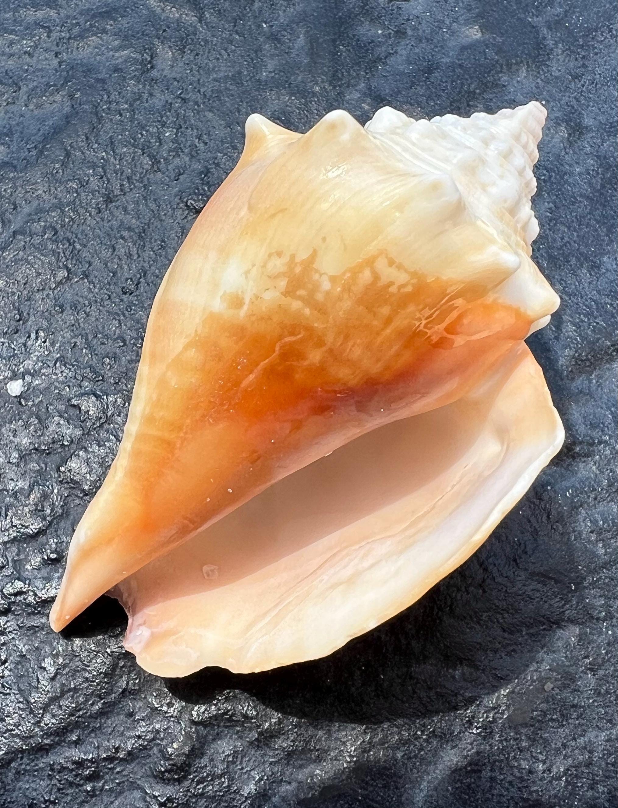 Fighting Conch Shell From Marco Island, UNPOLISHED LOT of 5 - Etsy
