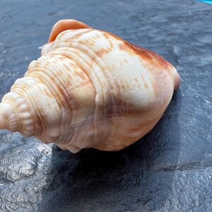 Fighting Conch Shell From Marco Island, UNPOLISHED LOT of 5 - Etsy