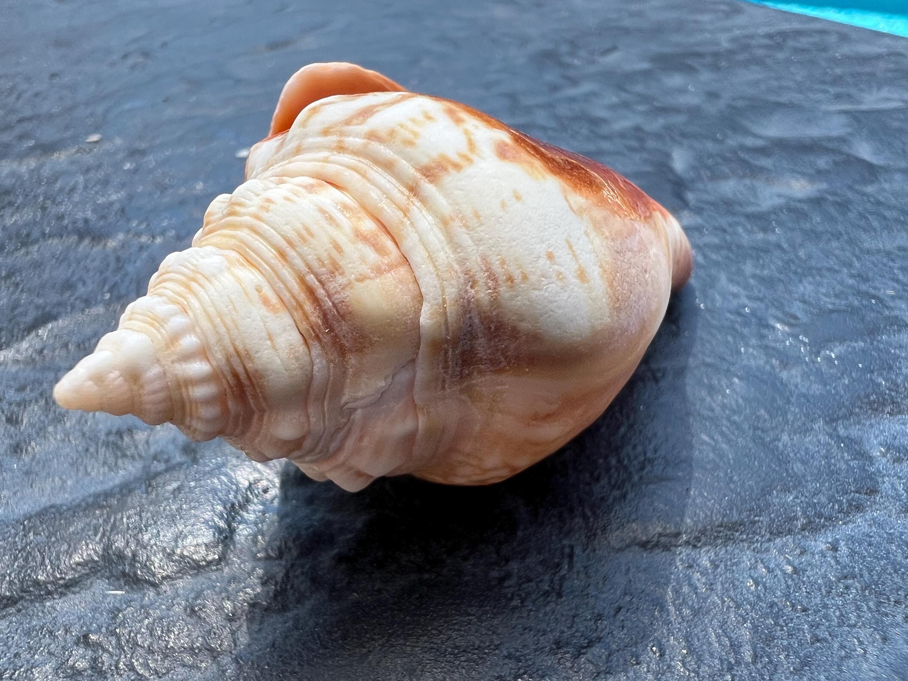 Fighting Conch Shell From Marco Island, UNPOLISHED LOT of 5 - Etsy