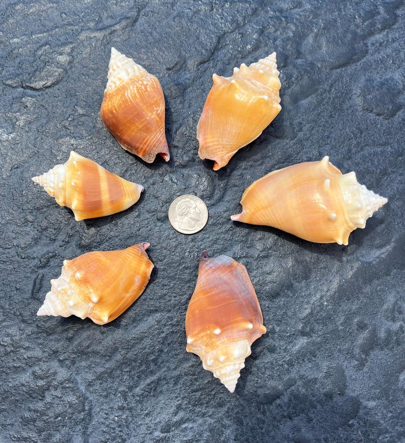 Fighting Conch Shell From Marco Island, UNPOLISHED LOT of 5 - Etsy