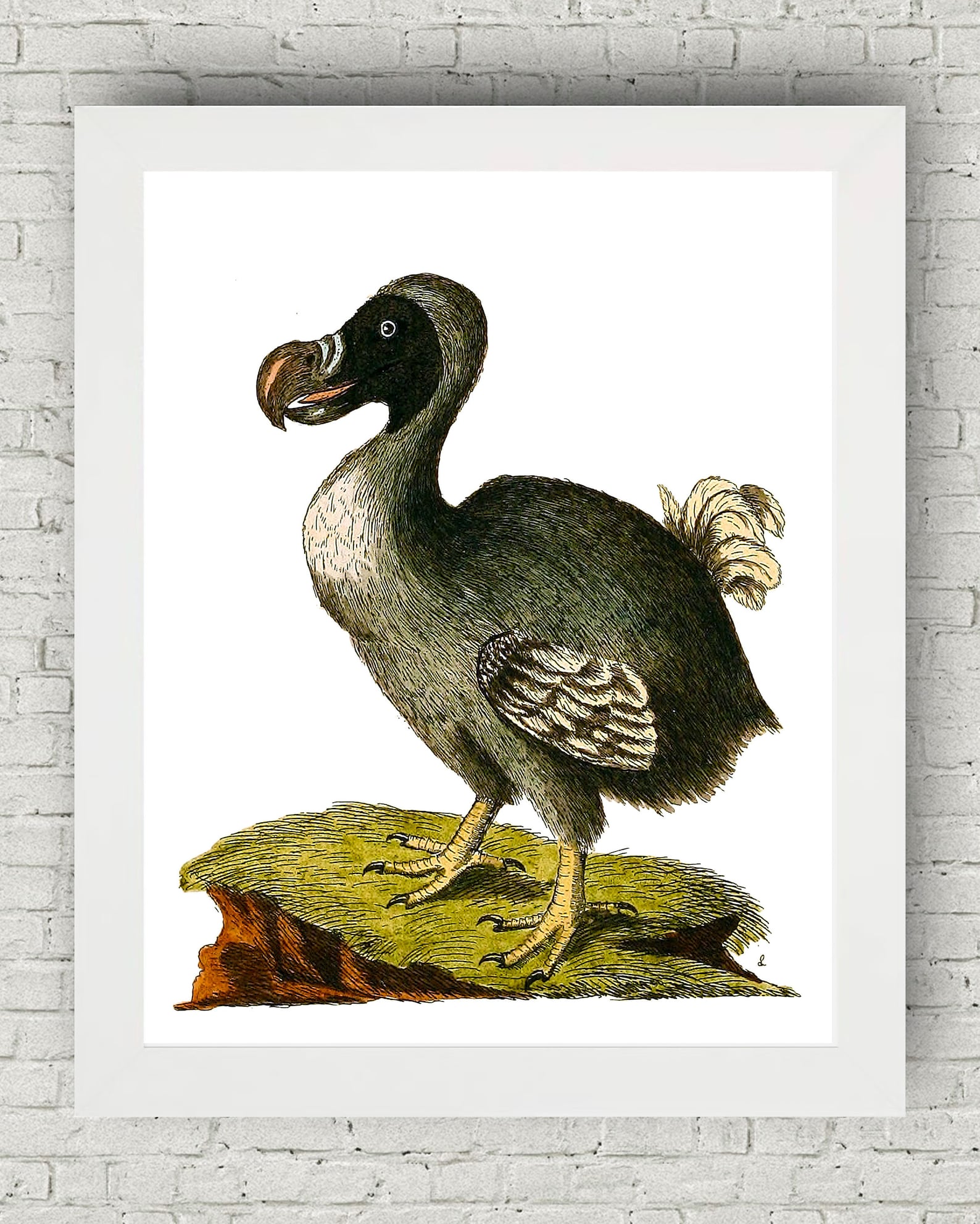 Dodo Bird Vintage Bird Art Victorian Home Decor Prints Poster - Etsy