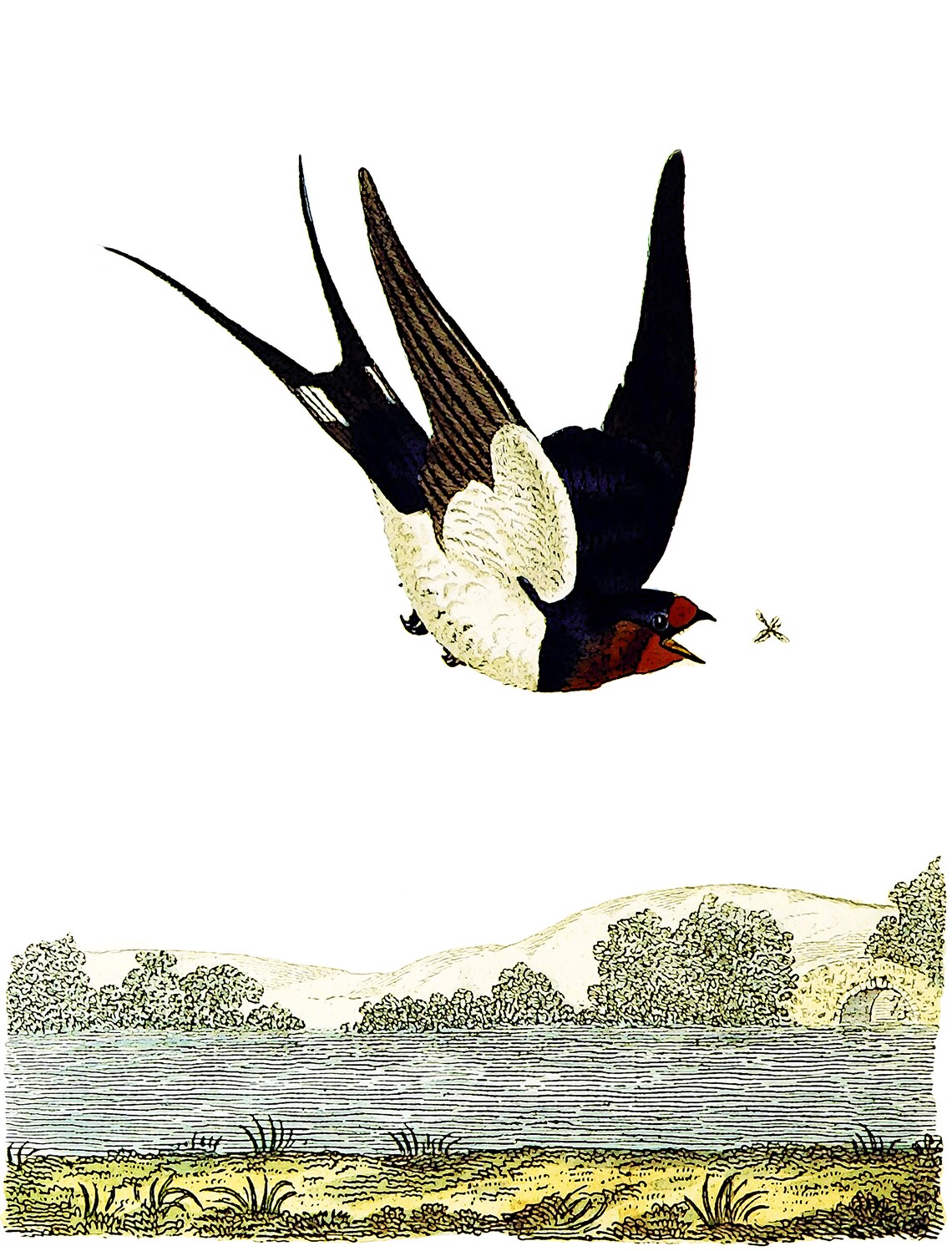 Swooping Swallow Vintage Bird Art Victorian Home Decor Prints - Etsy