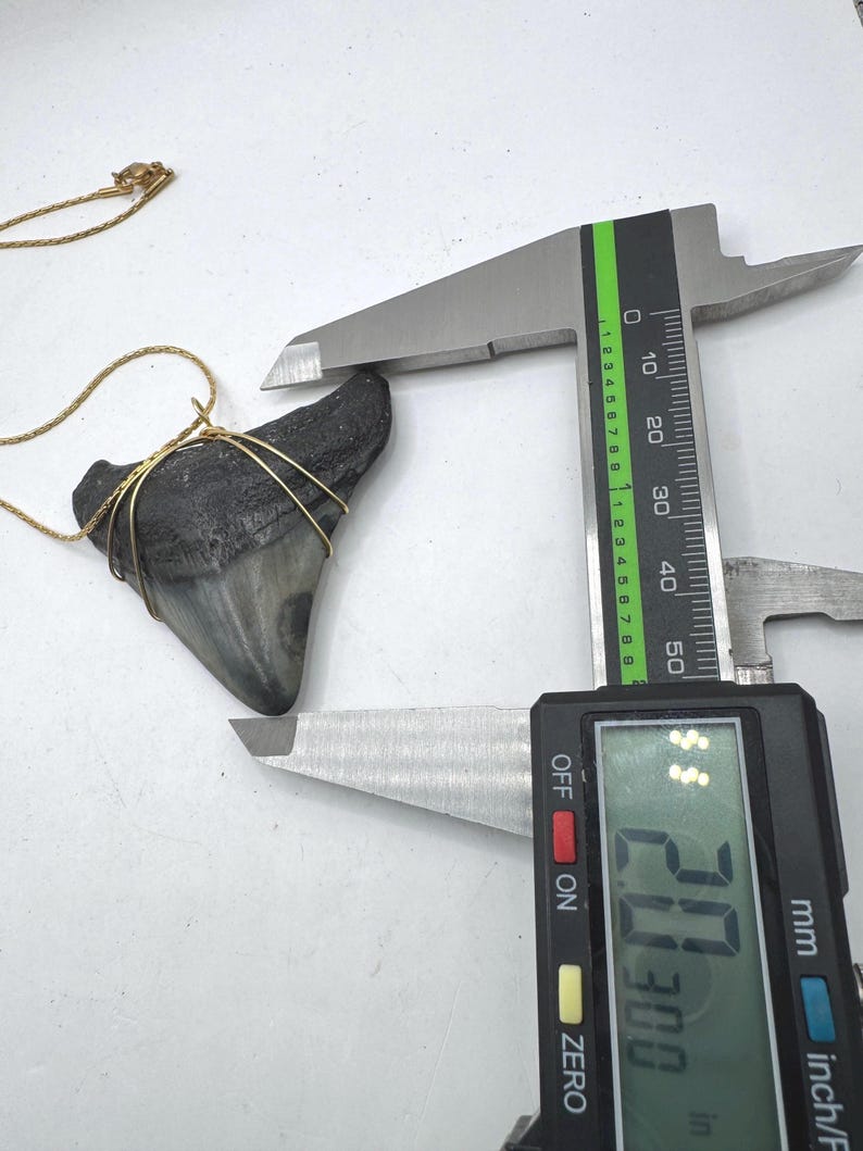 Rare Posterior Megalodon Tooth Necklace – Hand Collected NC Fossil ...