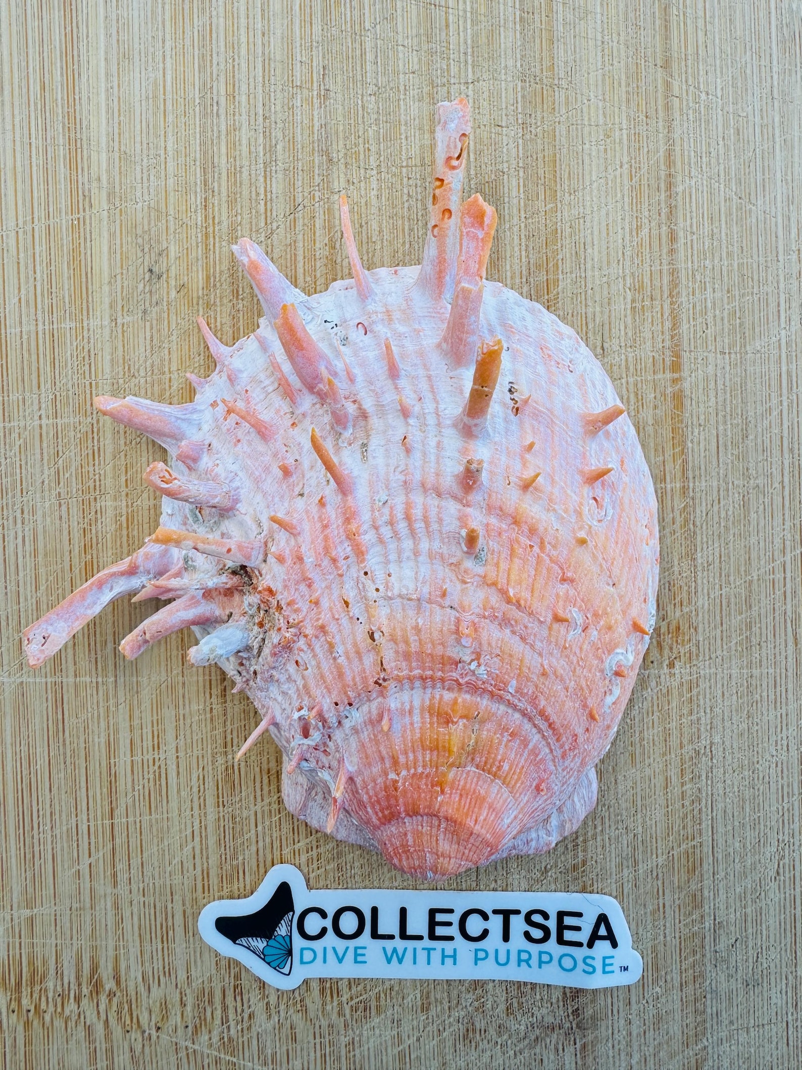 Thorny Oyster Shells (ostreidae), Sea Shells for Crafts - Etsy