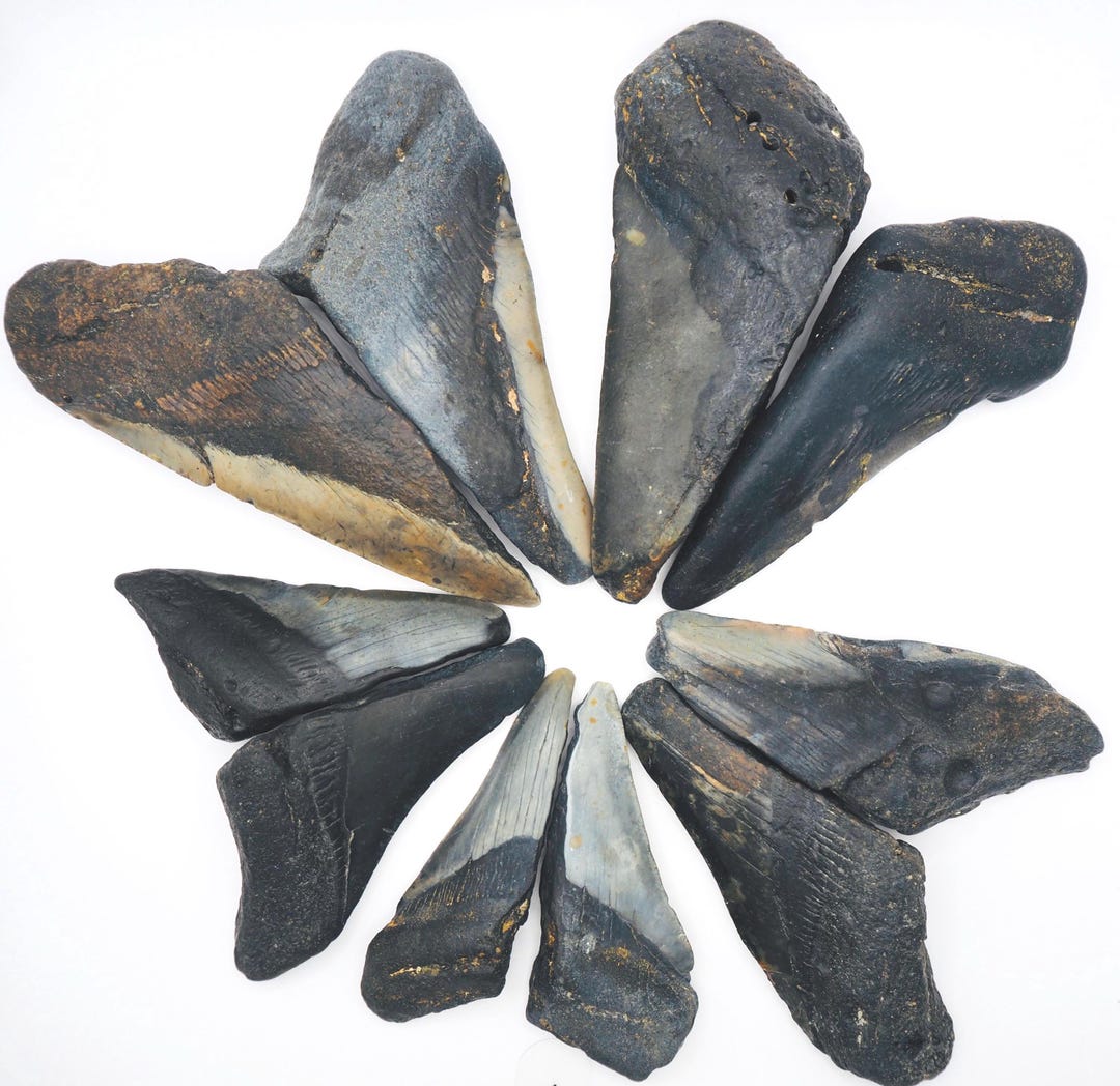 Megalodon Shark Tooth Fossils: Craft Fragments, Set of 5 - Etsy