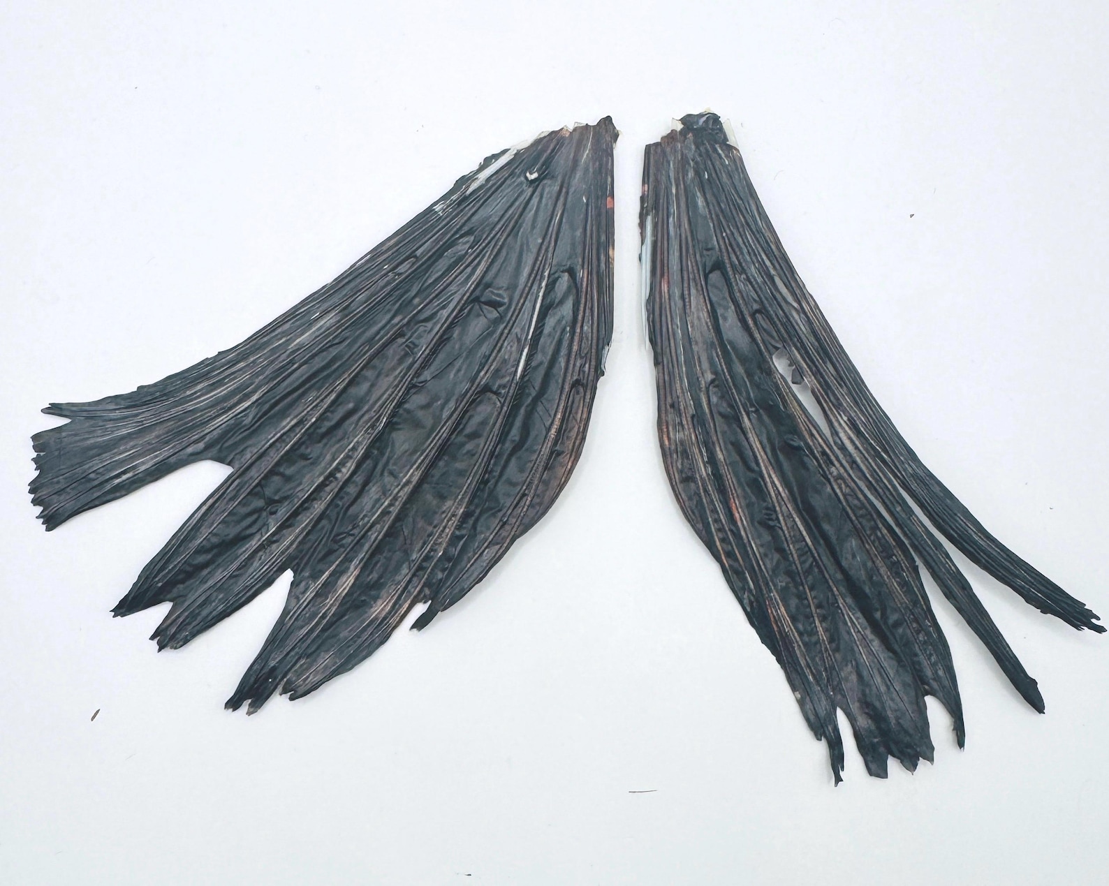 Lionfish Pelvic Fin Set for Crafts or Jewelry, Natural, Dried - Etsy