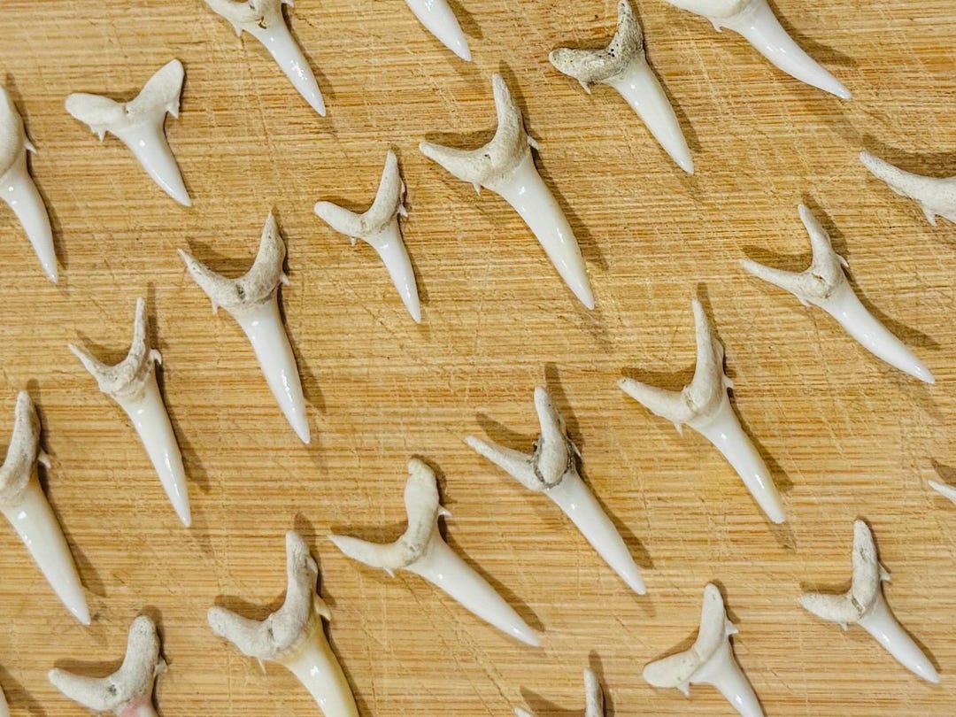 Sand Tiger Shark (carcharias Taurus) Teeth • Making Jewelry • Crafts - Etsy