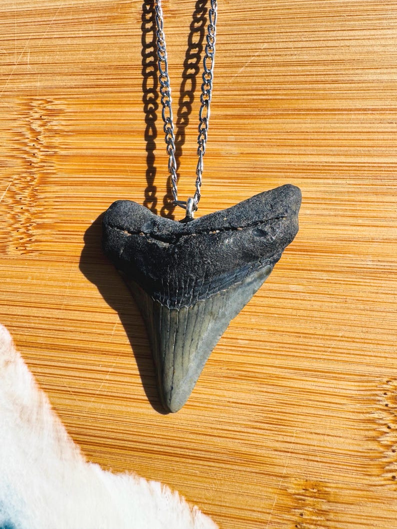 Necklace, Otodus Megalodon, Fossilized Shark Tooth, 18” Stainless Steel ...