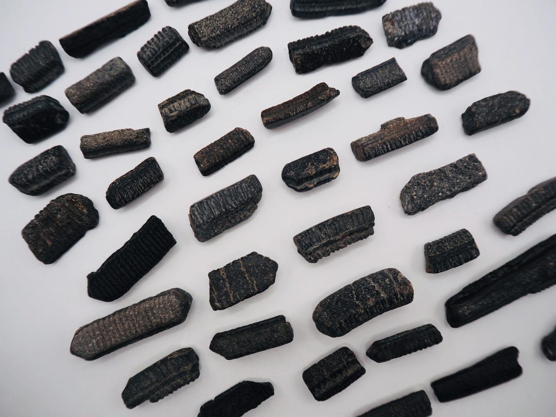 Fossilized Sting Ray Teeth, Crusher Plate (20) - Etsy