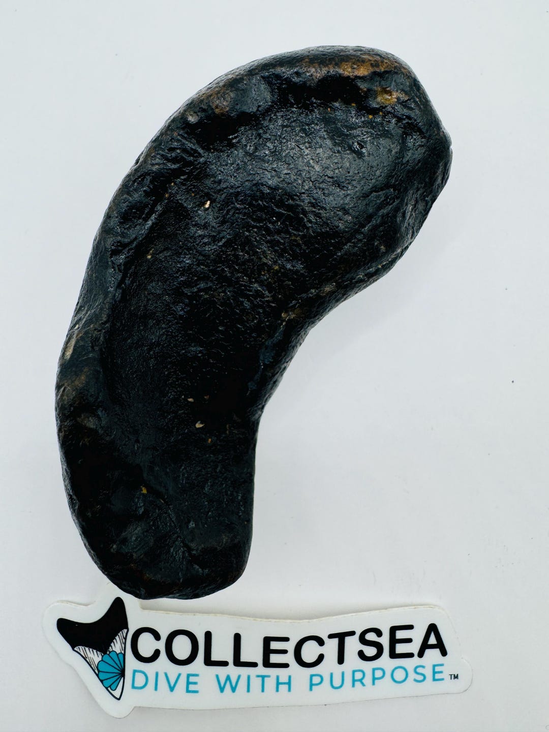 Fossilized Whale Inner Ear Bone tympanic Bulla 3.2 Inches Long by 1.5 ...