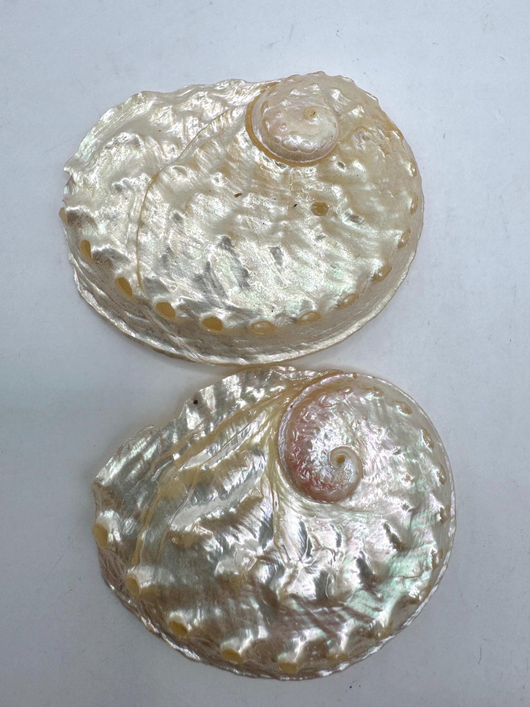 Abalone Sea Shell Set for Jewelry Making (set of 2) - Etsy