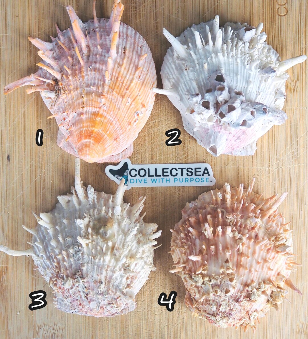 Thorny Oyster Shells (ostreidae), Sea Shells for Crafts - Etsy