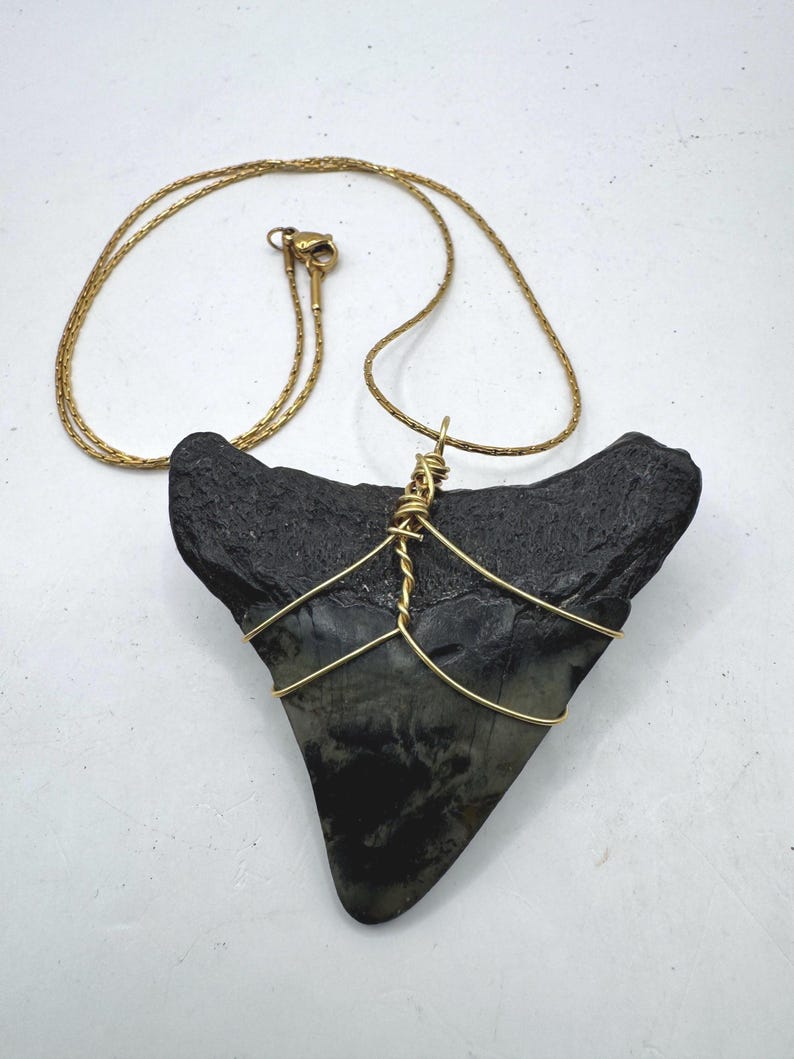 Rare Posterior Megalodon Tooth Necklace – Hand Collected NC Fossil ...