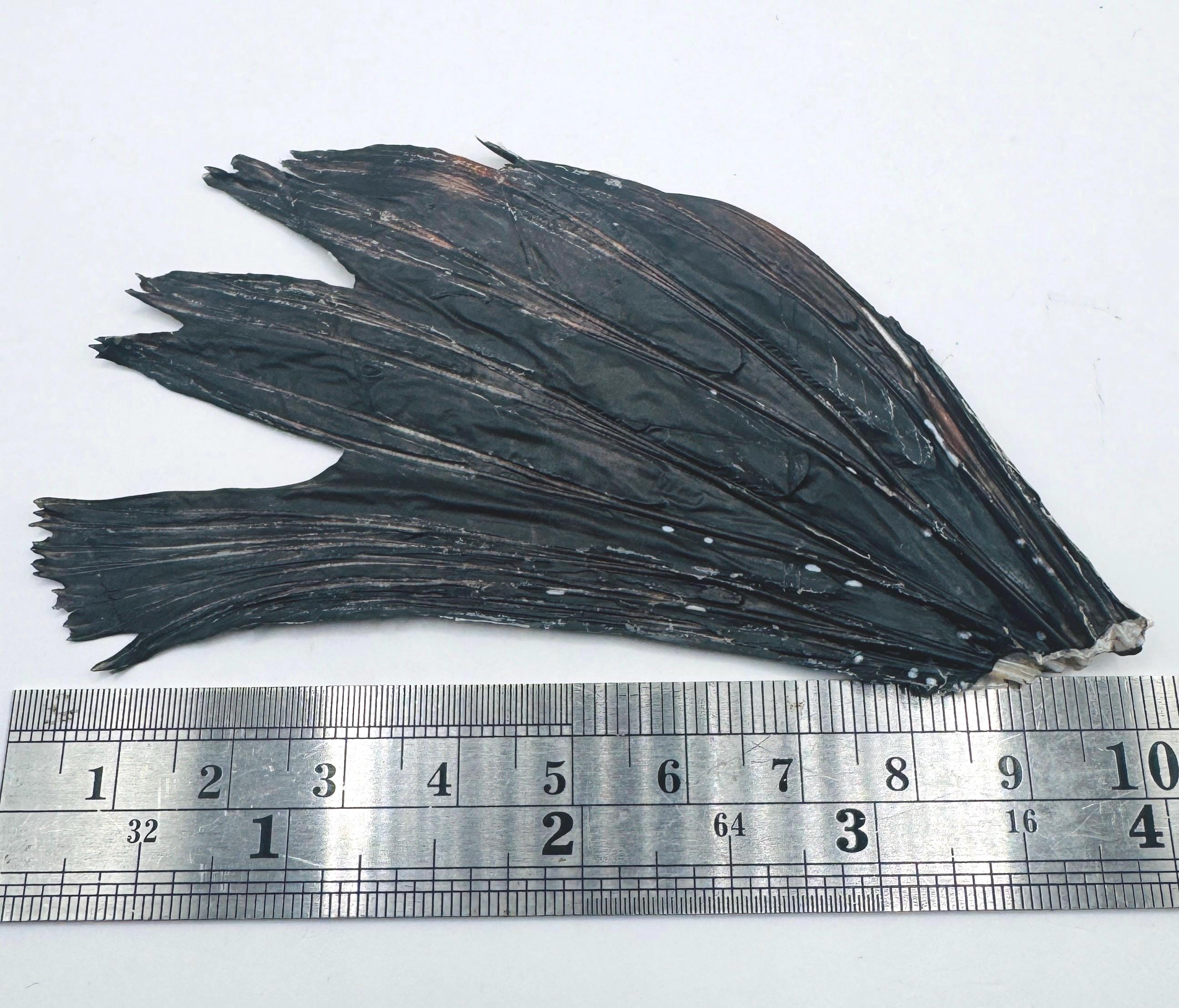 Lionfish Pelvic Fin Set for Crafts or Jewelry, Natural, Dried - Etsy