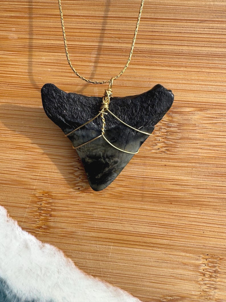Rare Posterior Megalodon Tooth Necklace – Hand Collected NC Fossil ...