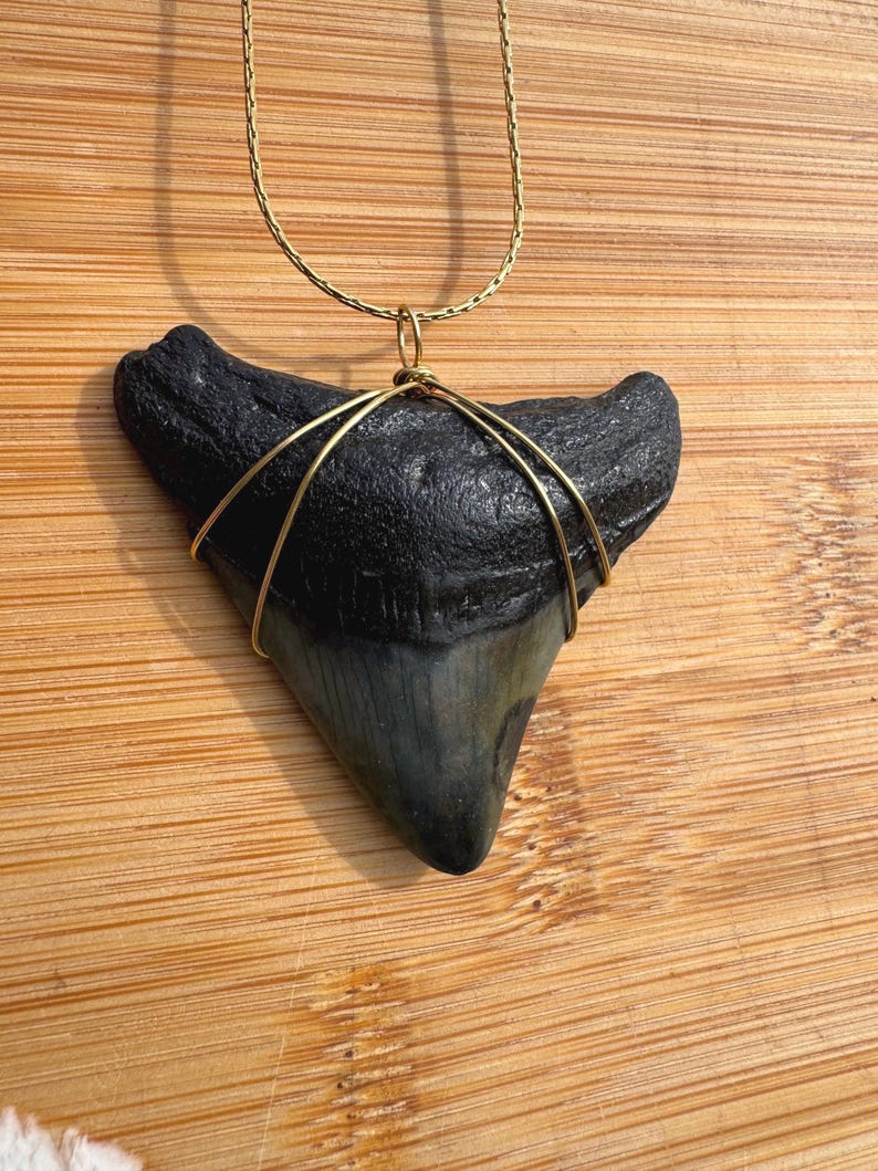 Rare Posterior Megalodon Tooth Necklace – Hand Collected NC Fossil ...