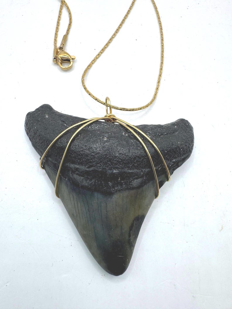 Rare Posterior Megalodon Tooth Necklace – Hand Collected NC Fossil ...