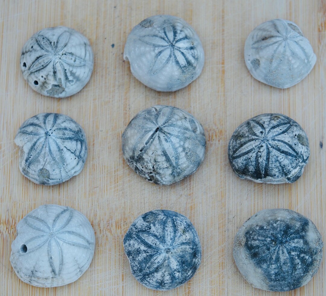 Sea Biscuit Sea Shells, Sea Biscuit Fossils - Etsy