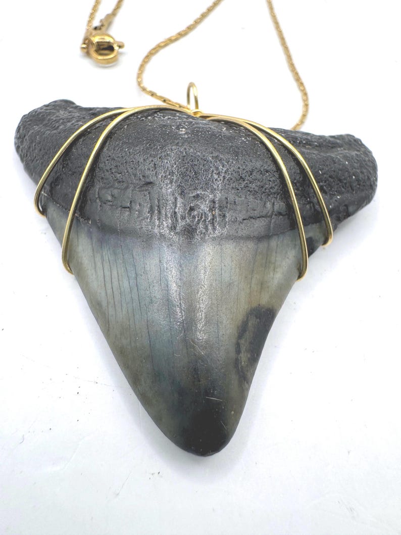 Rare Posterior Megalodon Tooth Necklace – Hand Collected NC Fossil ...