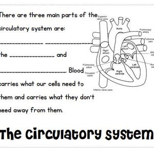 Human Body Systems Flipbook for Primary Grades - Etsy