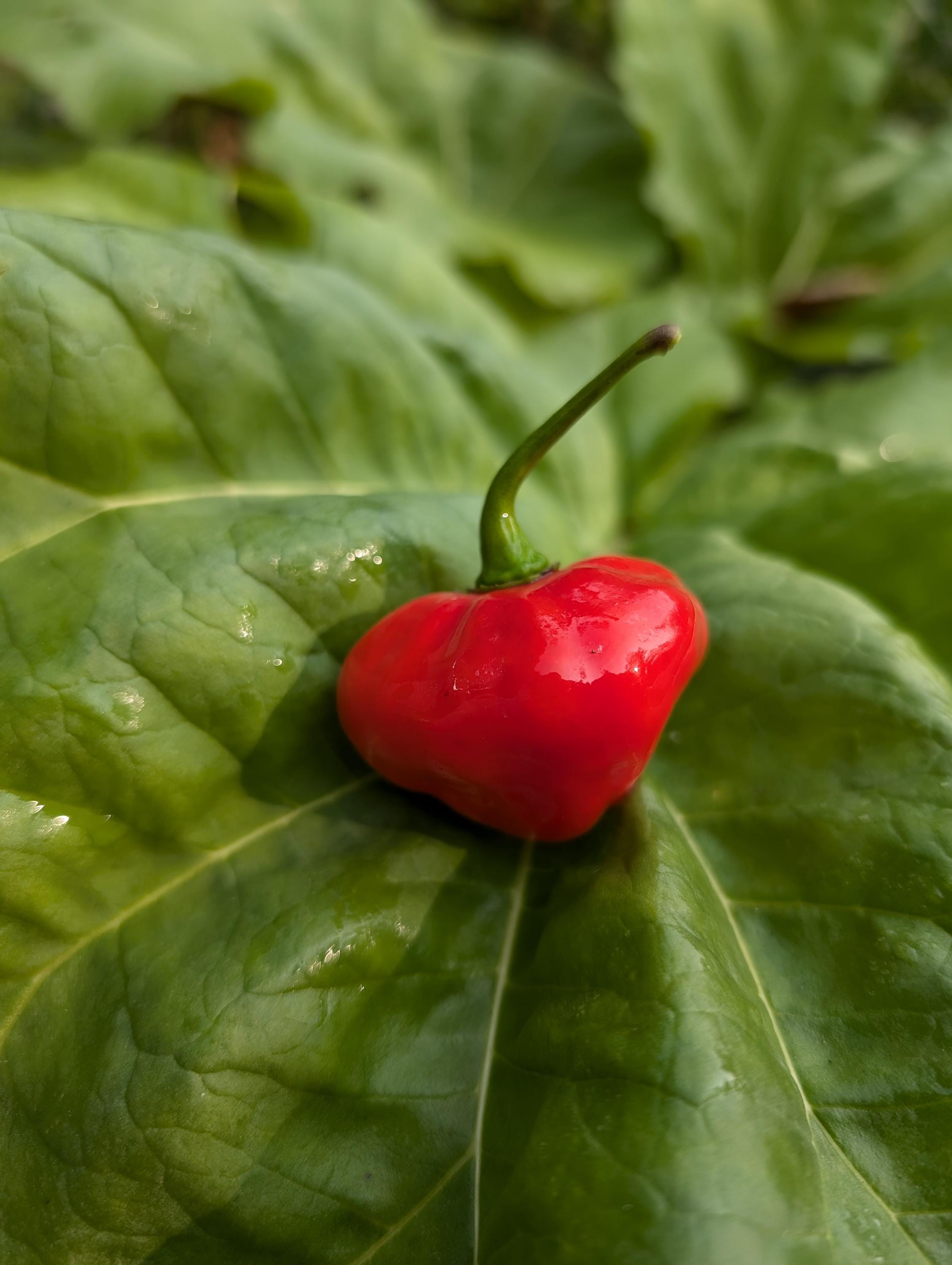 Habanero Pepper 'heatless Hab' Heirloom Pepper Seed Non-gmo Open ...
