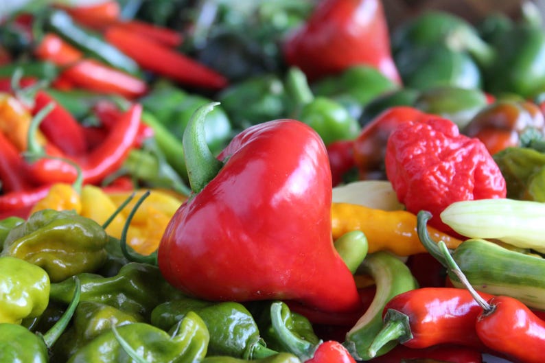 Red Lesya Paprika Pepper Seeds – Rare Heirloom, Heart-shaped Variety, Cozy Gift for Gardeners - Etsy