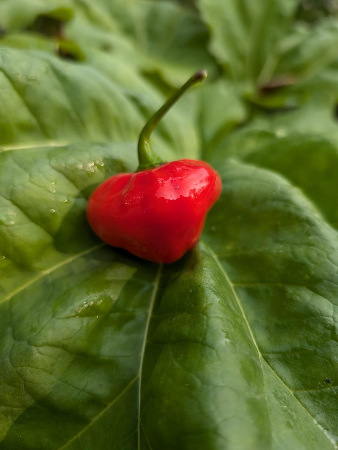 Habanero Pepper 'heatless Hab' Heirloom Pepper Seed Non-gmo Open ...