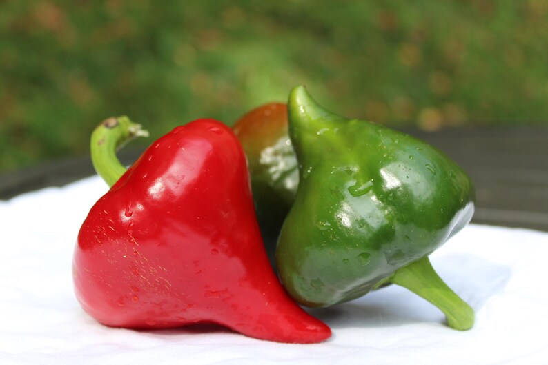 Red Lesya Paprika Pepper Seeds – Rare Heirloom, Heart-shaped Variety, Cozy Gift for Gardeners - Etsy