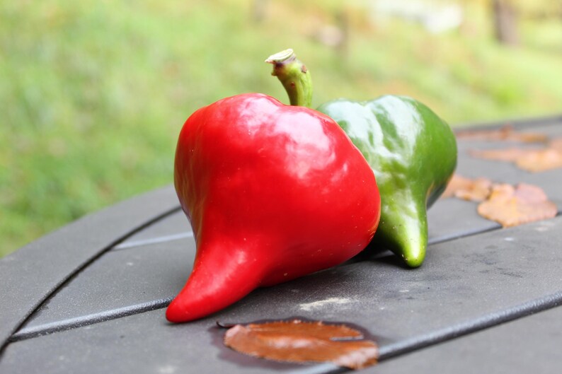 Red Lesya Paprika Pepper Seeds – Rare Heirloom, Heart-shaped Variety, Cozy Gift for Gardeners - Etsy