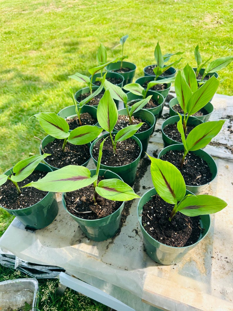 Blue Turmeric Plants (curcuma Caesia) - Etsy