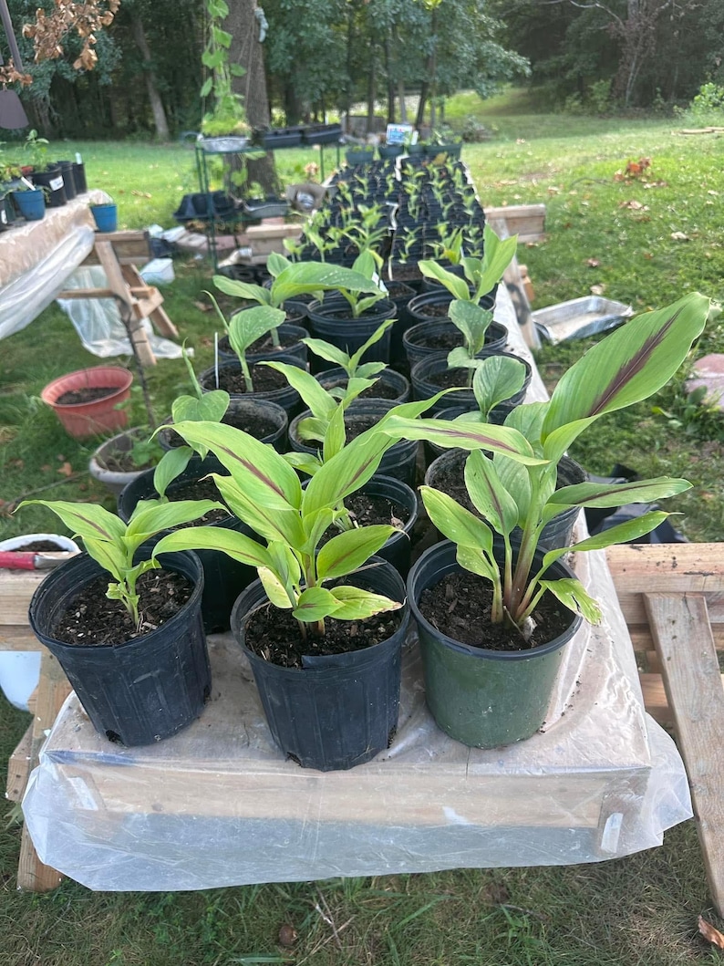 Blue Turmeric Plants (curcuma Caesia) - Etsy